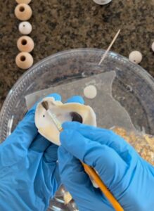 Create this Gorgeous DIY Oyster Shell Garland - Perfecting Places